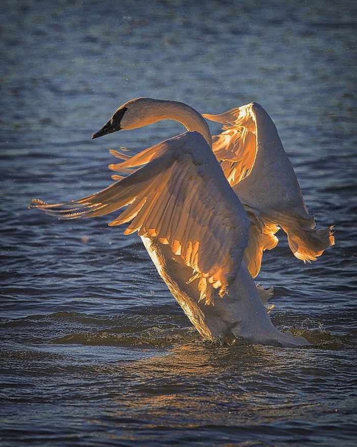 The Trumpeter Swans' Winter Home in Heber Springs, Arkansas - HubPages