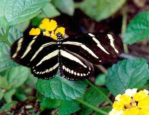 Cockrell Butterfly Center: Houston Museum of Natural Science - HubPages