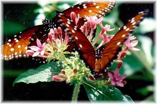 Cockrell Butterfly Center: Houston Museum of Natural Science - HubPages