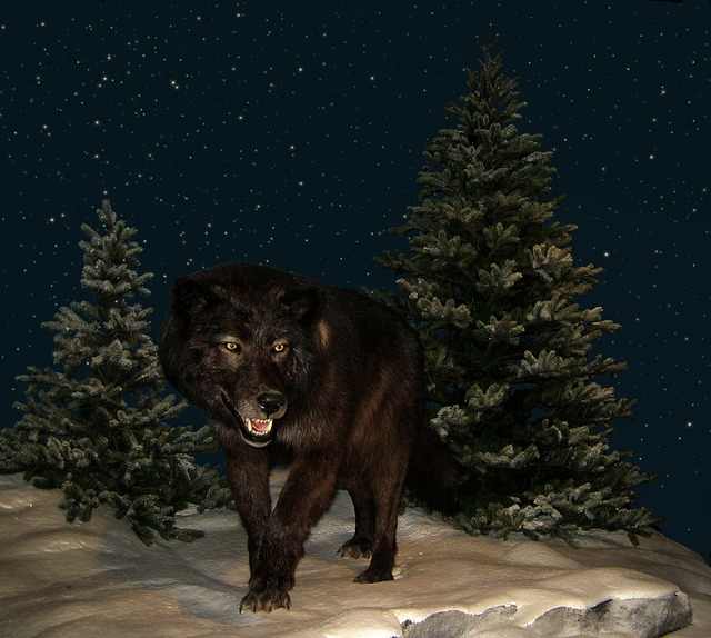 Spell to Summon a Guardian Wolf for Protection - HubPages