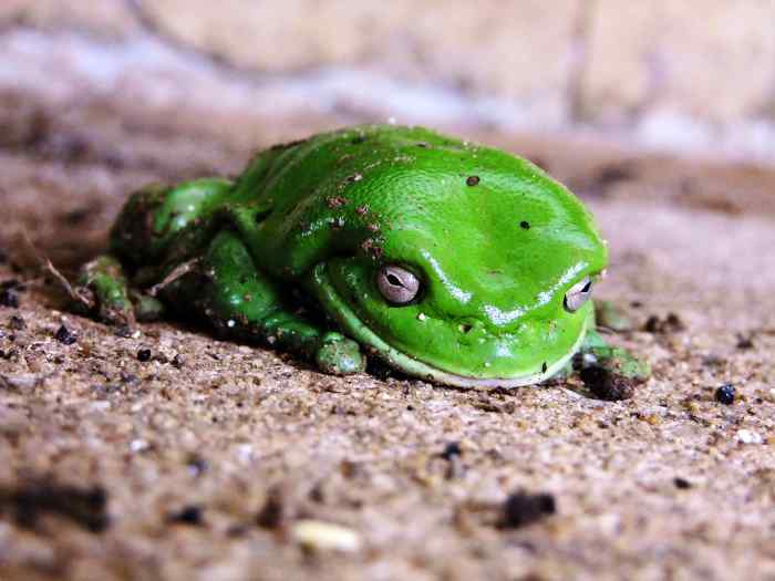 What Do Frogs Mean in Dreams? - HubPages