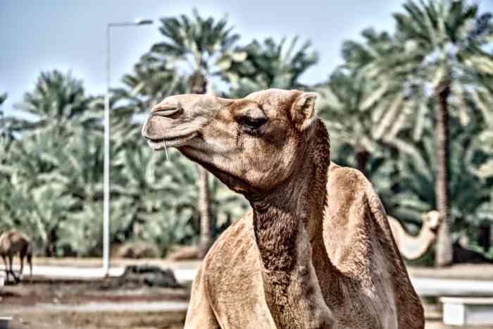 Pictorial Guide of 10 Attractions in Bahrain for Nature Lovers ...