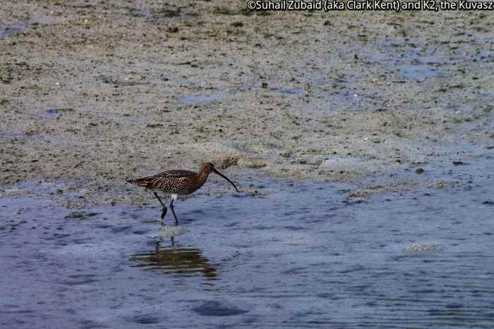 Pictorial Guide of 10 Attractions in Bahrain for Nature Lovers ...