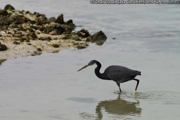 Pictorial Guide of 10 Attractions in Bahrain for Nature Lovers ...