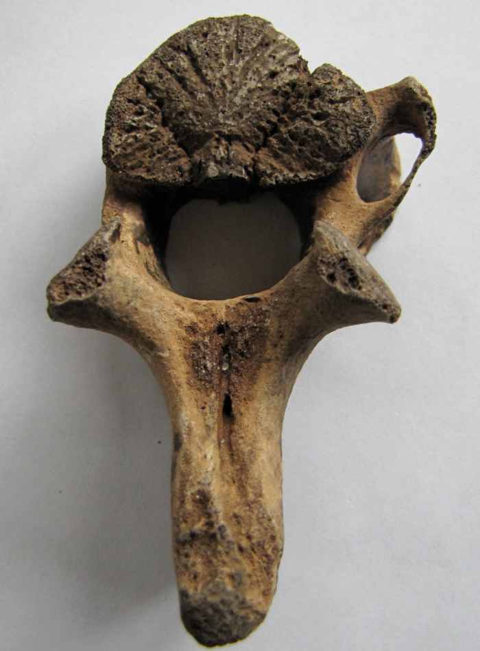 Fossil Hunting on the Peace River in Florida - HubPages