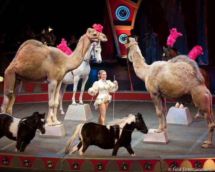 Touring Circuses in the United States and Beyond - HubPages