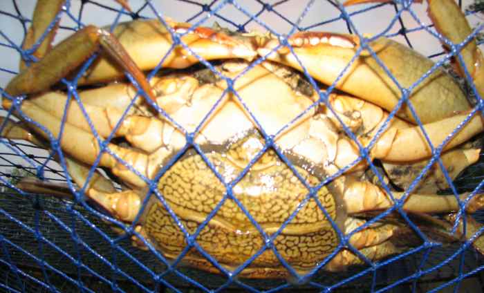 Let's Go Crabbing: How to Catch Mud Crabs - HubPages