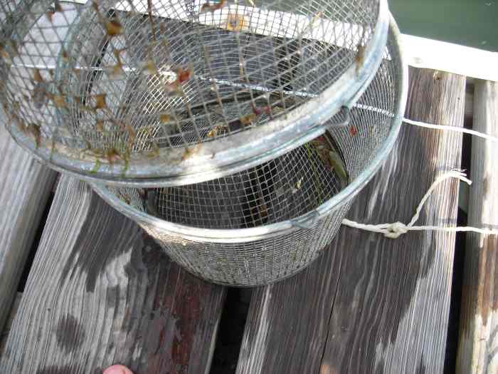 How to Set up a Minnow Trap in 5 Easy Steps - HubPages
