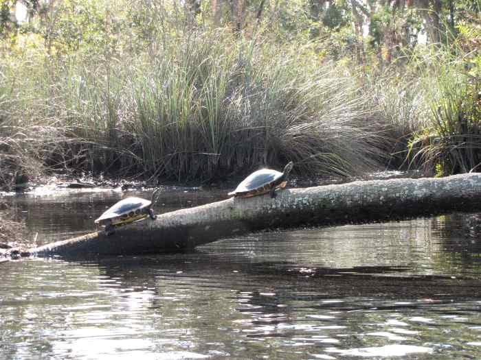 Kayaking the Cotee River in New Port Richey, Florida - HubPages