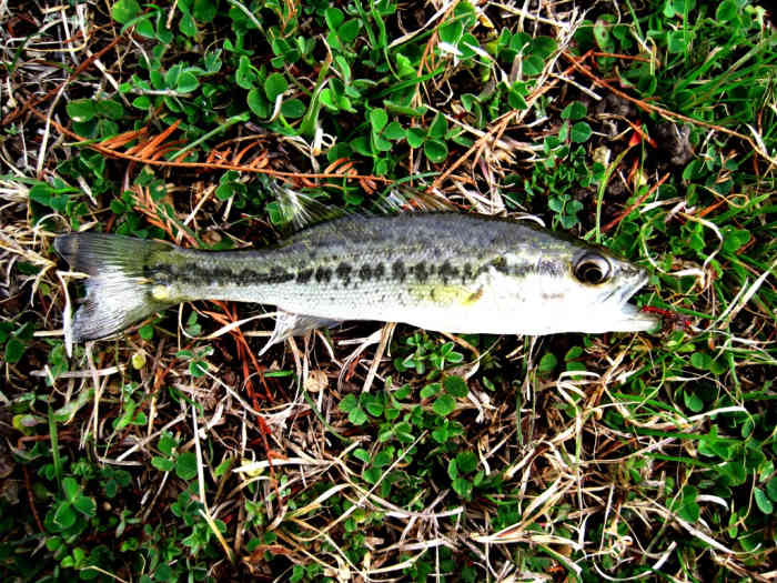 Modifying an Ultralight Rod for Micro Fishing - HubPages