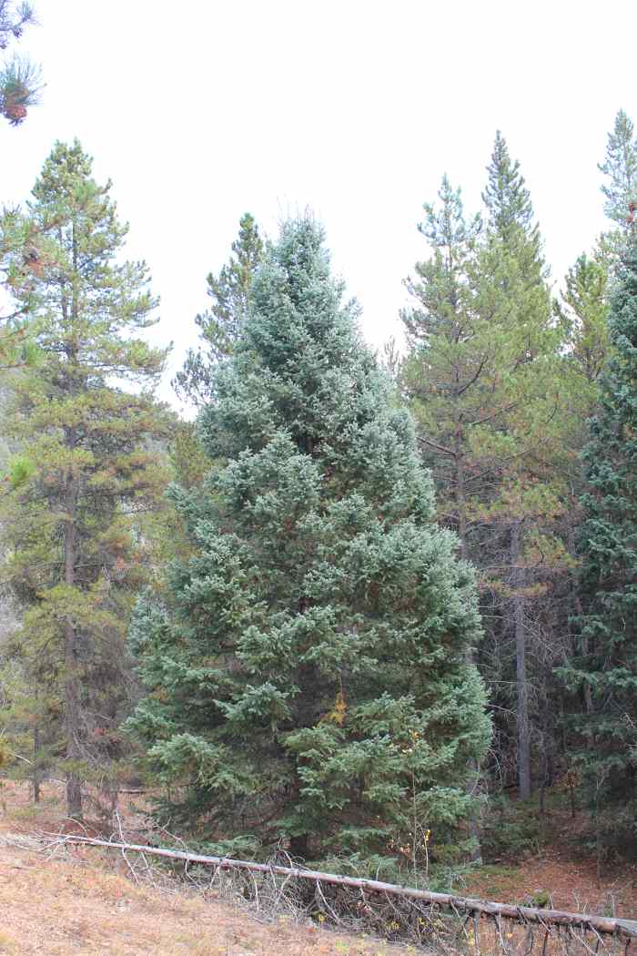 Golden Gate Canyon State Park: Hikes, Aspens, and Fall Colors - HubPages