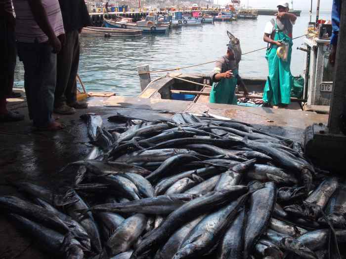 How We Gut Snoek in South Africa: A Step-By-Step Guide - HubPages