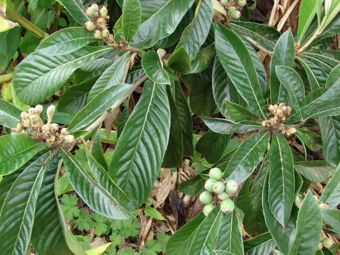 Nutritional Benefits of Loquat Tropical Fruit - HubPages