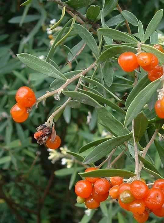 7 Most Poisonous Berries (With Photos and Descriptions) - Owlcation