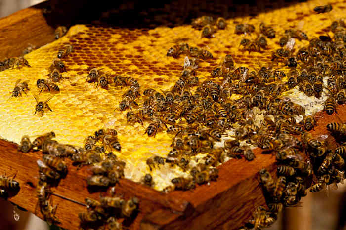 Invasive Insects—How Dangerous Are Killer Bees in the USA? - HubPages