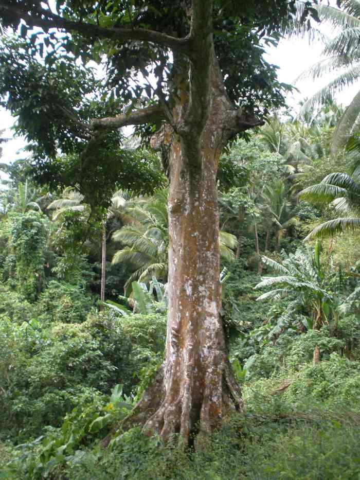 Galip Nut (Canarium indicum): A Tropical, Nutritional Nut - HubPages