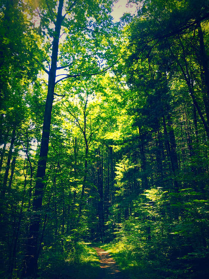 Backpacking at Mohican-Memorial State Forest - HubPages