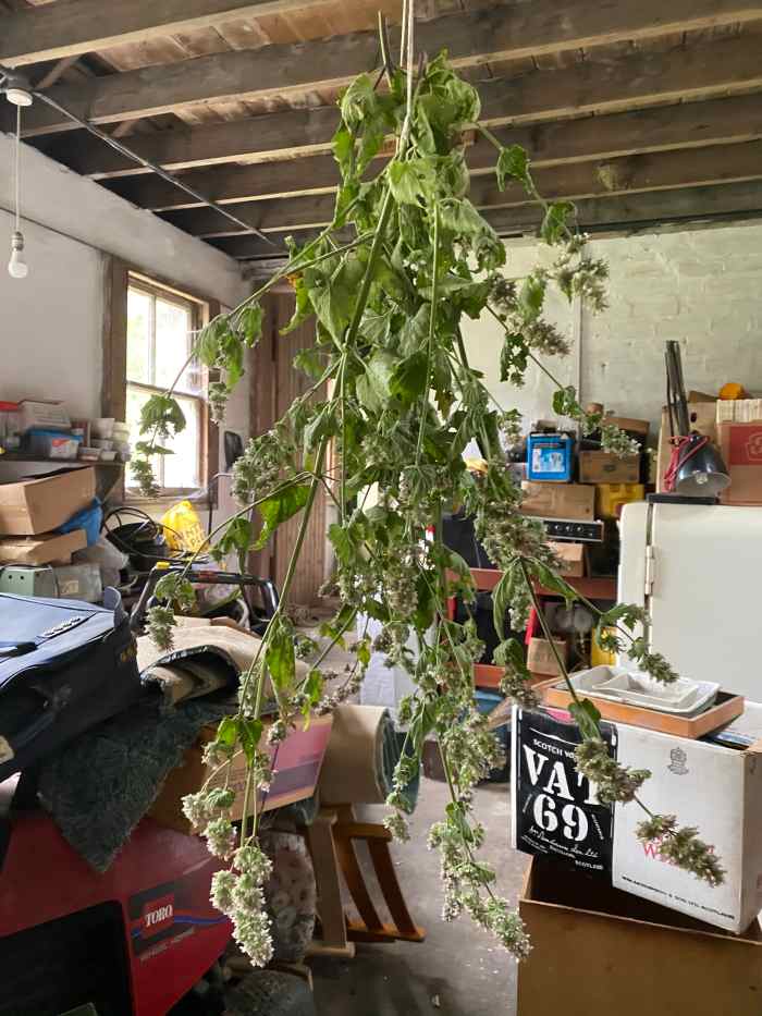 A Complete Guide to Growing Catnip From Seed to Harvest - HubPages