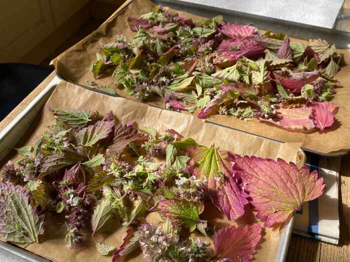 A Complete Guide to Growing Catnip From Seed to Harvest - HubPages