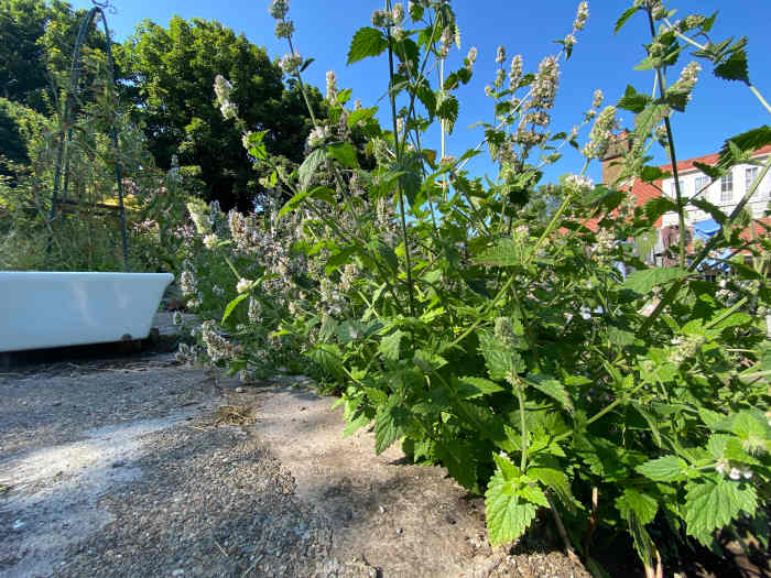 A Complete Guide to Growing Catnip From Seed to Harvest - HubPages