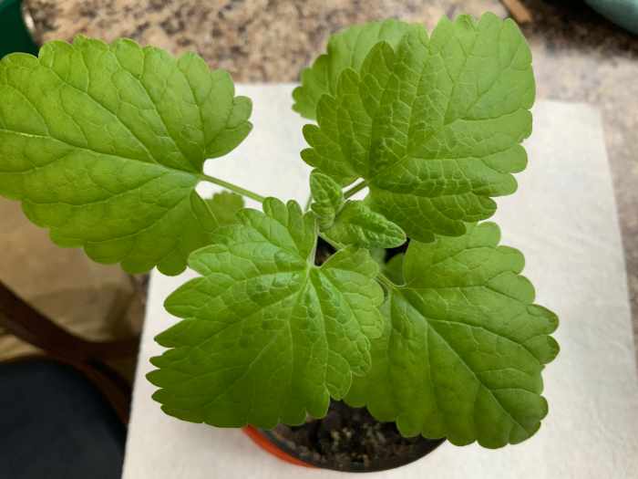 4 Business Ideas for Using Catnip as a Cash Crop - HubPages