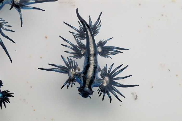 Sea Slug Facts: 12 Beautiful Species - Owlcation