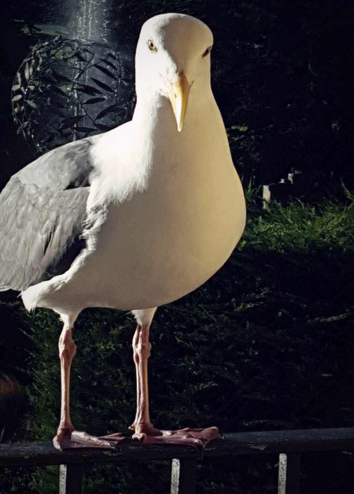 A Silly Seagull - LetterPile