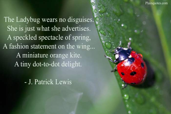A Ladybug's Wisdom - HubPages