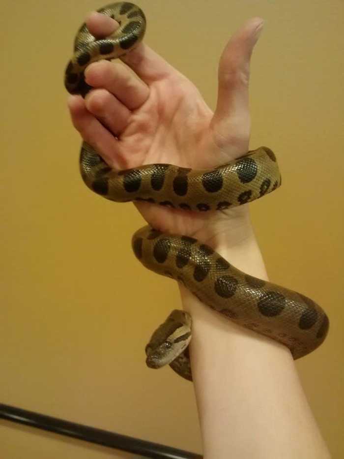 If You Go Looking for Snakes; You'll Find Them - LetterPile