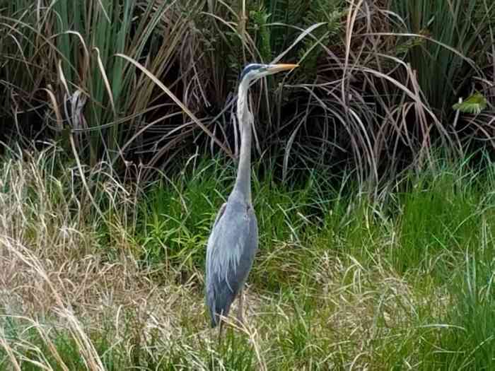 Florida Scrubland Sketches - HubPages
