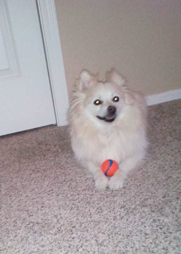 Cantering Captain Pande (Monium) - HubPages