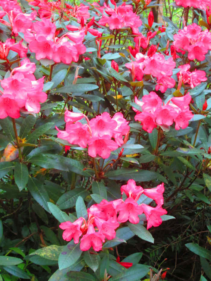 How do we Know When Spring has Arrived? What are the Sights, Sounds and ...