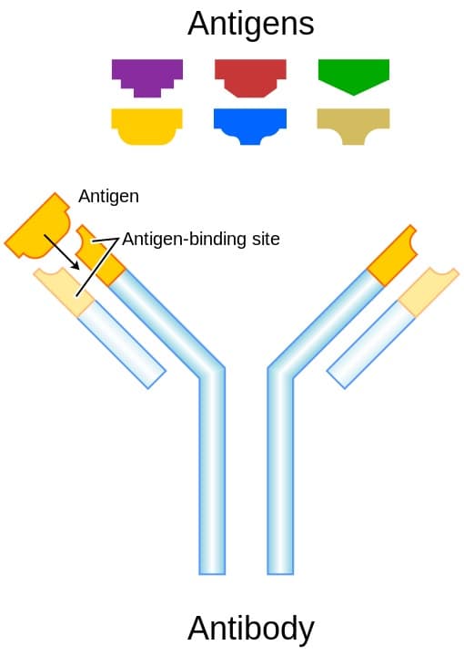 The Immune System, Lymphocytes, and NK, B, and T Cells - Owlcation