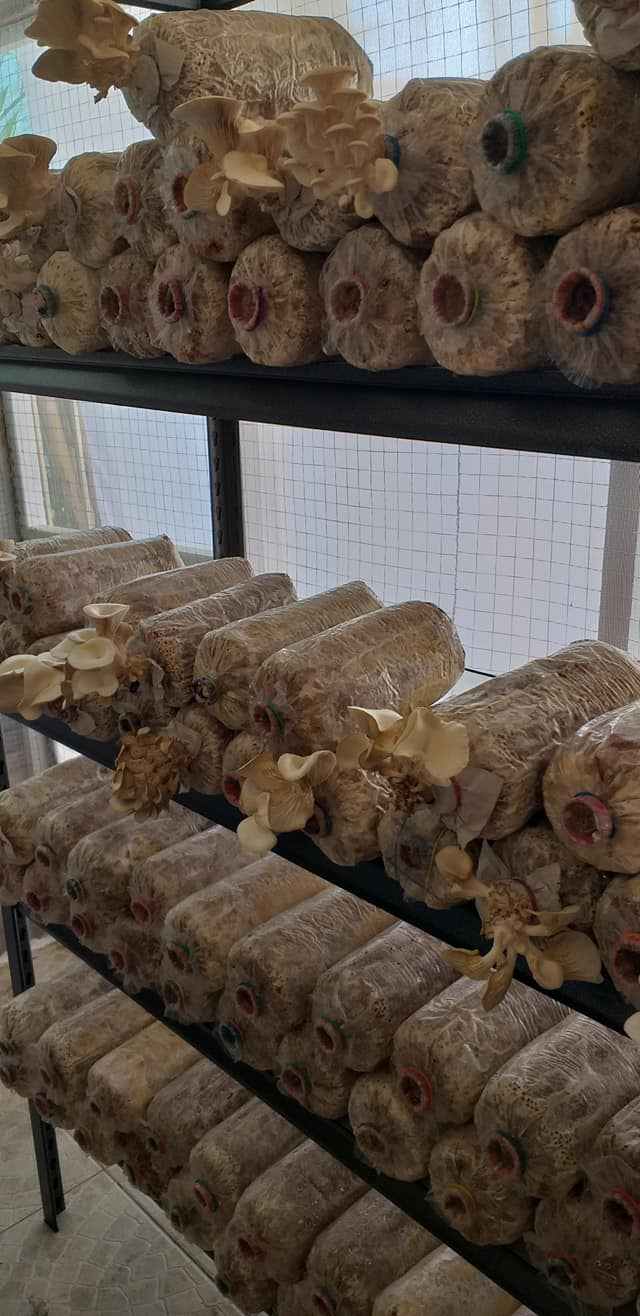 How to Grow Oyster Mushrooms on a Home Farm (With Recipes) - Dengarden