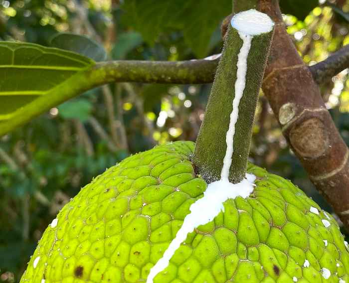 'Ulu Breadfruit: Facts and Culinary Uses - Dengarden