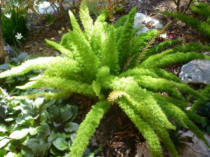 Foxtail Fern: The Pros and Cons of Planting This Variety of Fern - HubPages