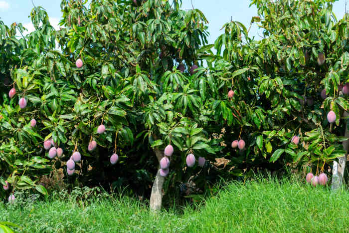 Facts About the Mango Tree: Description, Types, and Uses - HubPages
