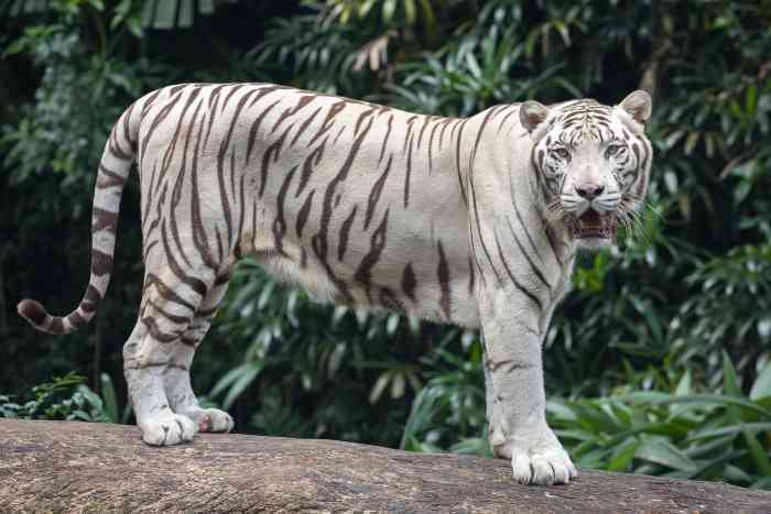The Top 10 Most Beautiful Animals in the World - HubPages