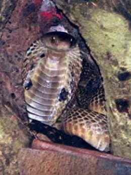 The Snake Gods of Hinduism - HubPages