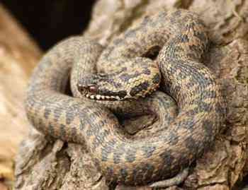 The Viper And Types Of Viper Snakes - HubPages