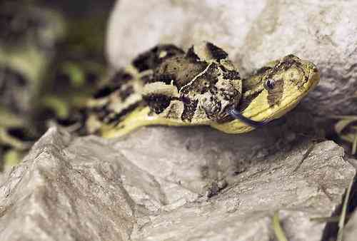 The Viper And Types Of Viper Snakes - HubPages