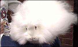 Bunny Care Guide: Short Haired Rabbits vs Long Haired Rabbits - HubPages