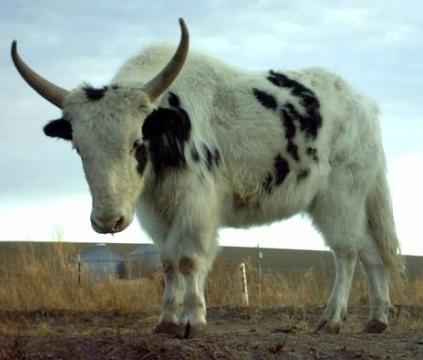 Yakows: The Mule of the Cow World - HubPages
