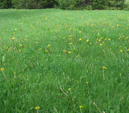 Best Ground Cover Plants for Lawn: Peanut Plant and Carabao Grass ...