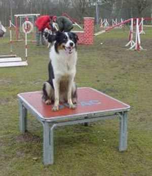 Dog Agility Equipment and Obstacles - HubPages