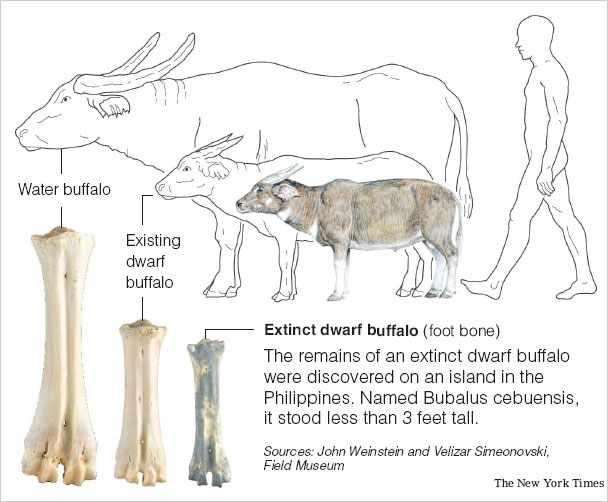 Examples of Insular Dwarfism - HubPages