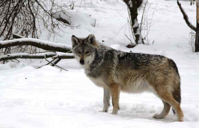 The 25 Wolves of the World - HubPages