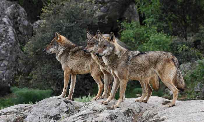 The 25 Wolves of the World - HubPages