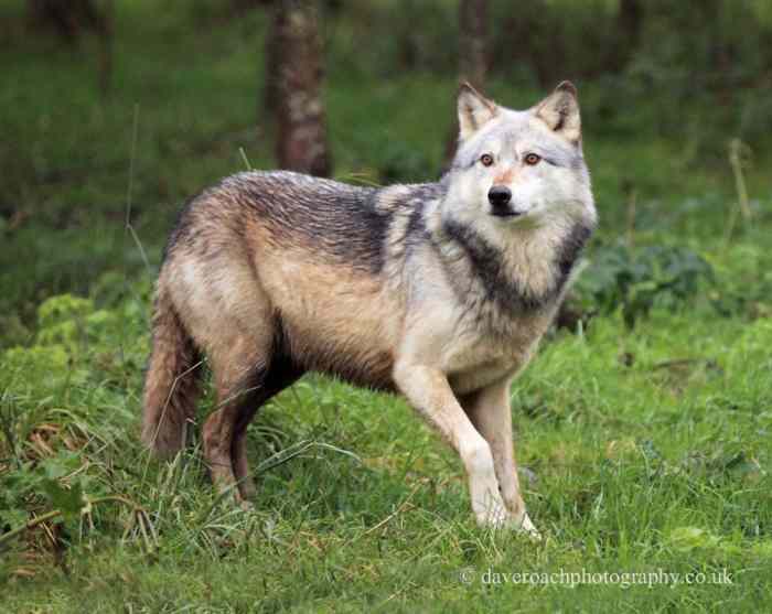 The 25 Wolves of the World - HubPages