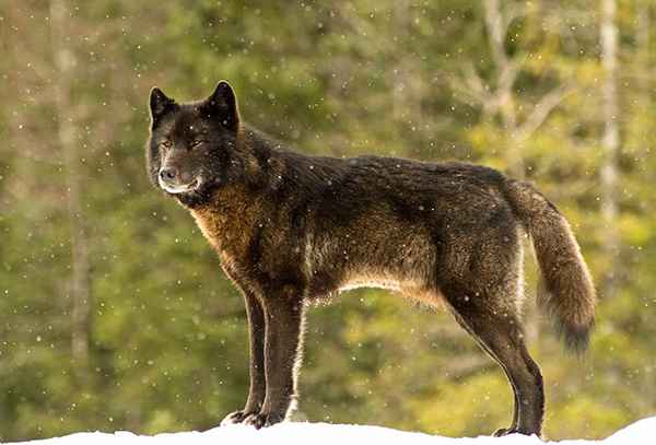 The 25 Wolves of the World - HubPages